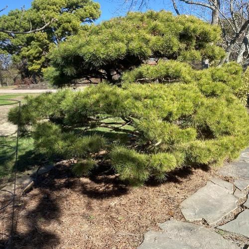 Japanese Red Pine (Pinus densiflora 'Vibrant') - Garden.org