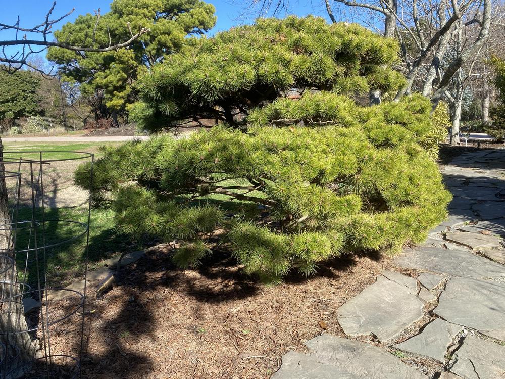 Japanese Red Pine (Pinus densiflora 'Vibrant') - Garden.org