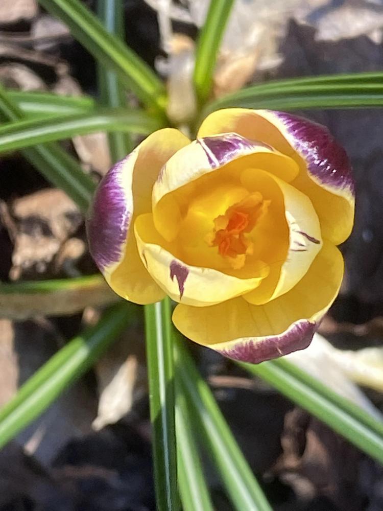 Photo of the bloom of Snow Crocus (Crocus chrysanthus 'Herald') posted ...