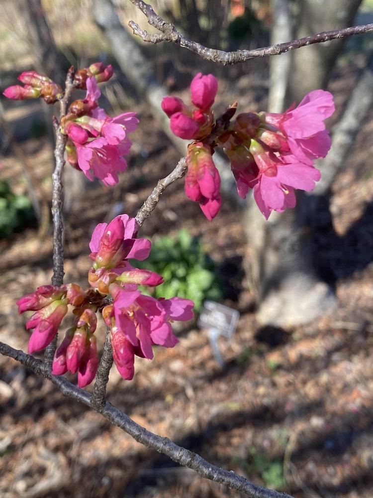 Photo of the bloom of Cherry (Prunus 'First Lady') posted by SL ...