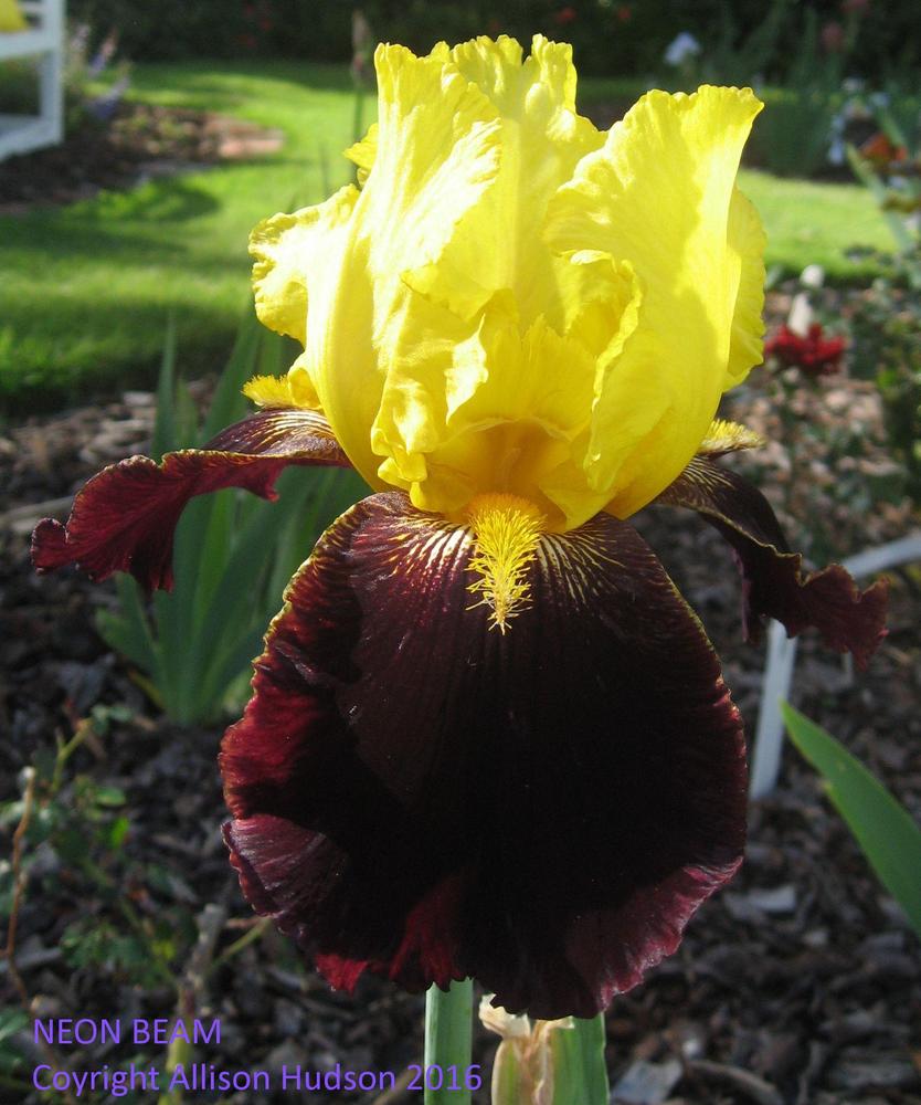 Tall Bearded Iris (Iris 'Neon Beam') in the Irises Database - Garden.org