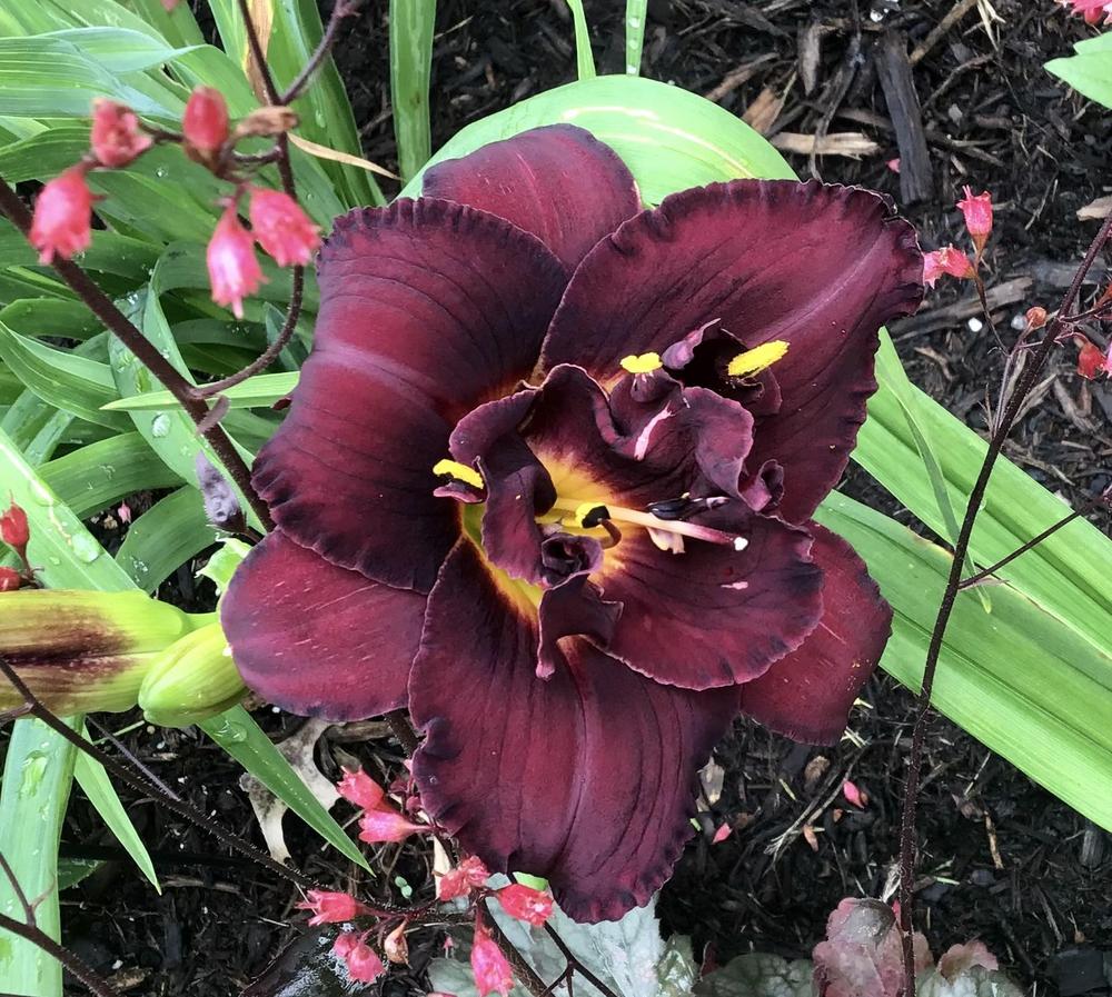 Daylily (Hemerocallis 'Blackberry Cupcake') in the Daylilies Database ...