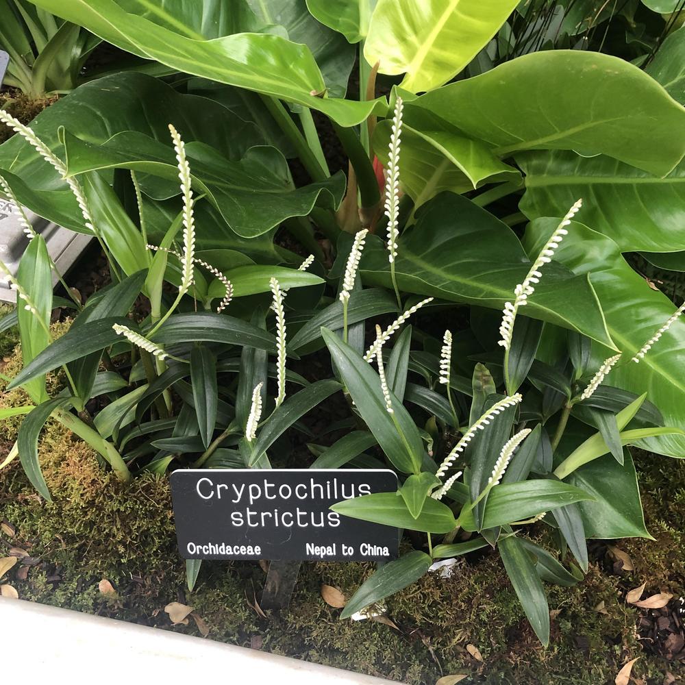 Orchid (Cryptochilus strictus) - Garden.org