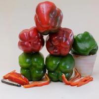 Photo of the fruit of Bell Pepper (Capsicum annuum 'Bull Nose') posted ...