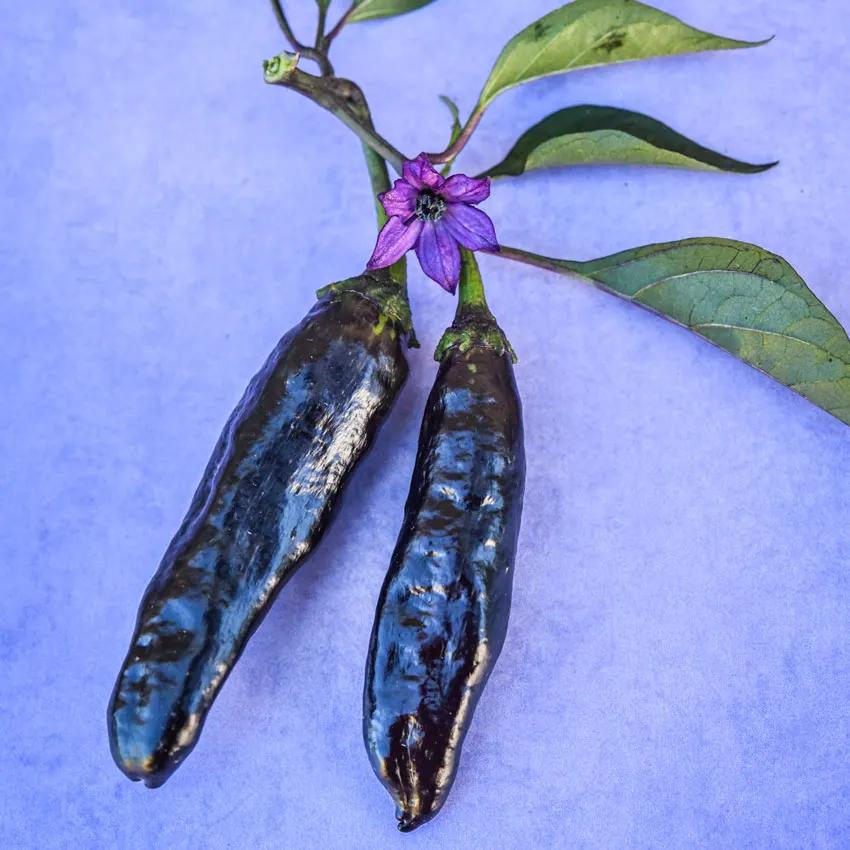 Photo of the fruit of Pepper (Capsicum annuum 'Murasaki Purple') posted ...
