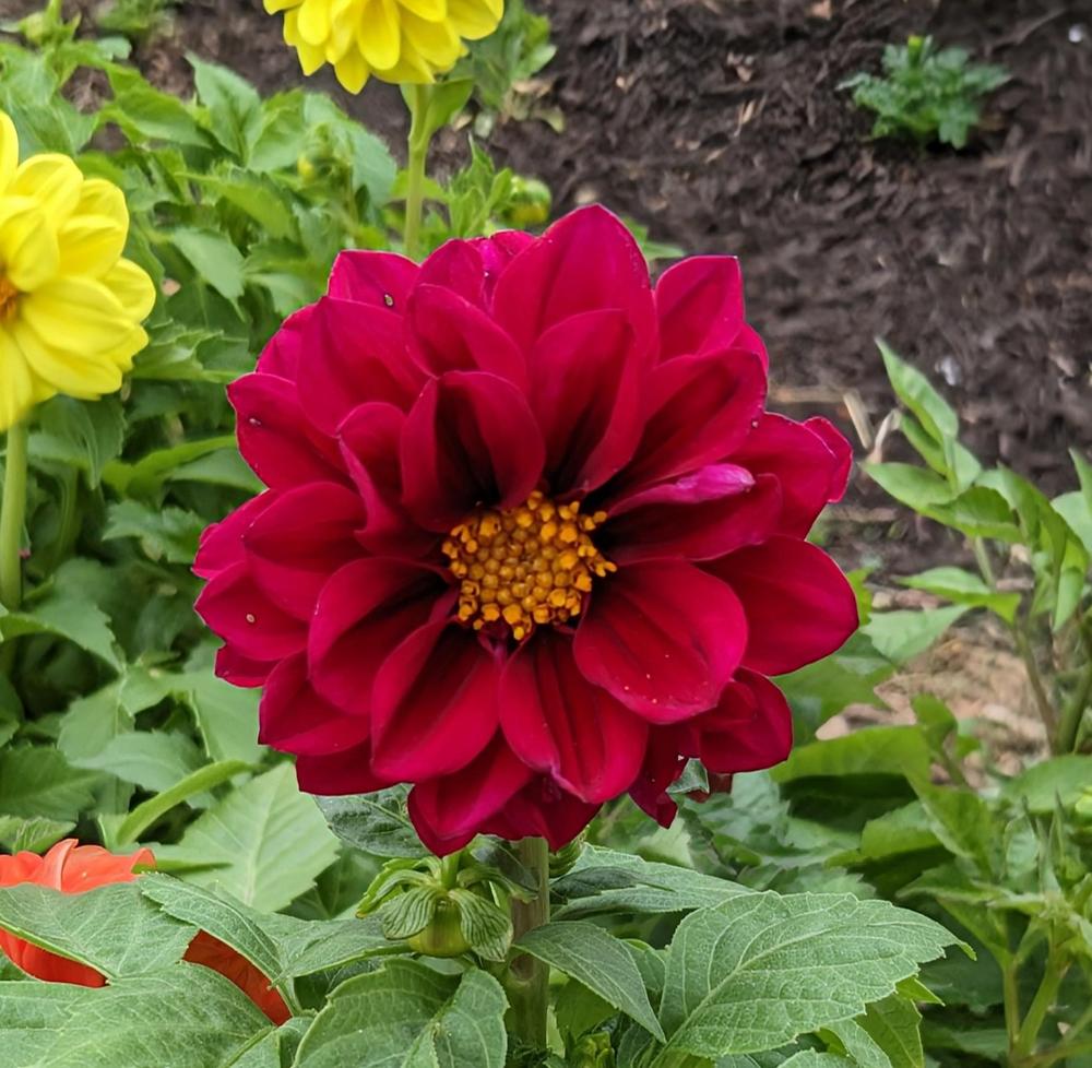 Photo of the bloom of Dahlia Figaro™ Violet Shades posted by Mollie670 ...