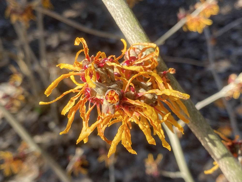 Photo of the bloom of Witch Hazel (Hamamelis 'Orange Peel') posted by ...