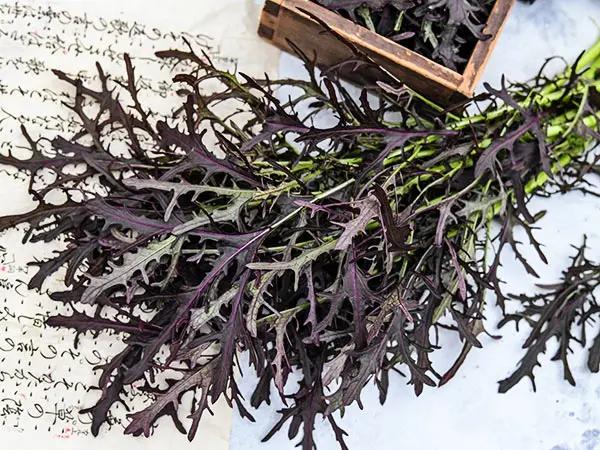 Photo of the entire plant of Japanese Mustard Spinach (Brassica rapa ...