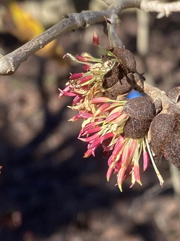 Sycopsis sinensis 'Variegata' - Garden.org