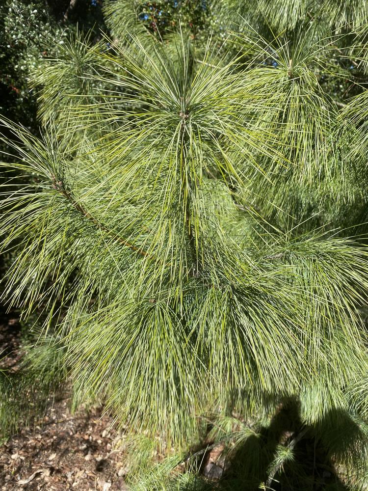 Photo of the leaves of Masters' Pine (Pinus armandii var. mastersiana ...