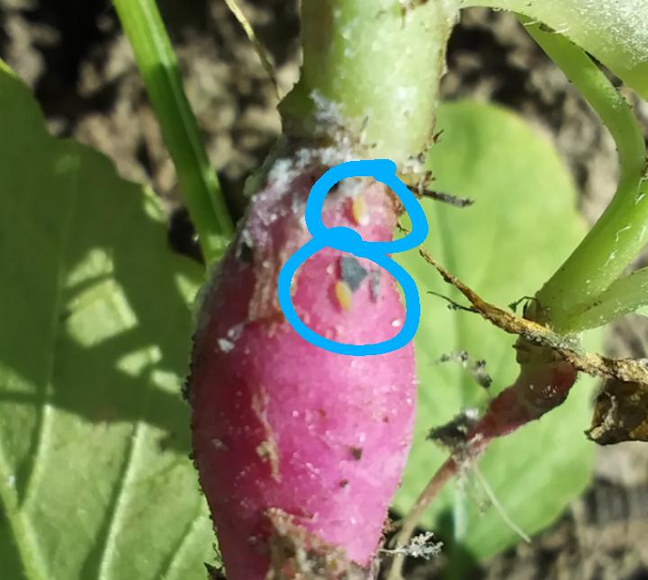 White Mold on Radish Roots?? in the Ask a Question forum - Garden.org