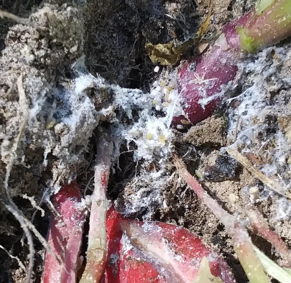 White Mold on Radish Roots?? in the Ask a Question forum - Garden.org