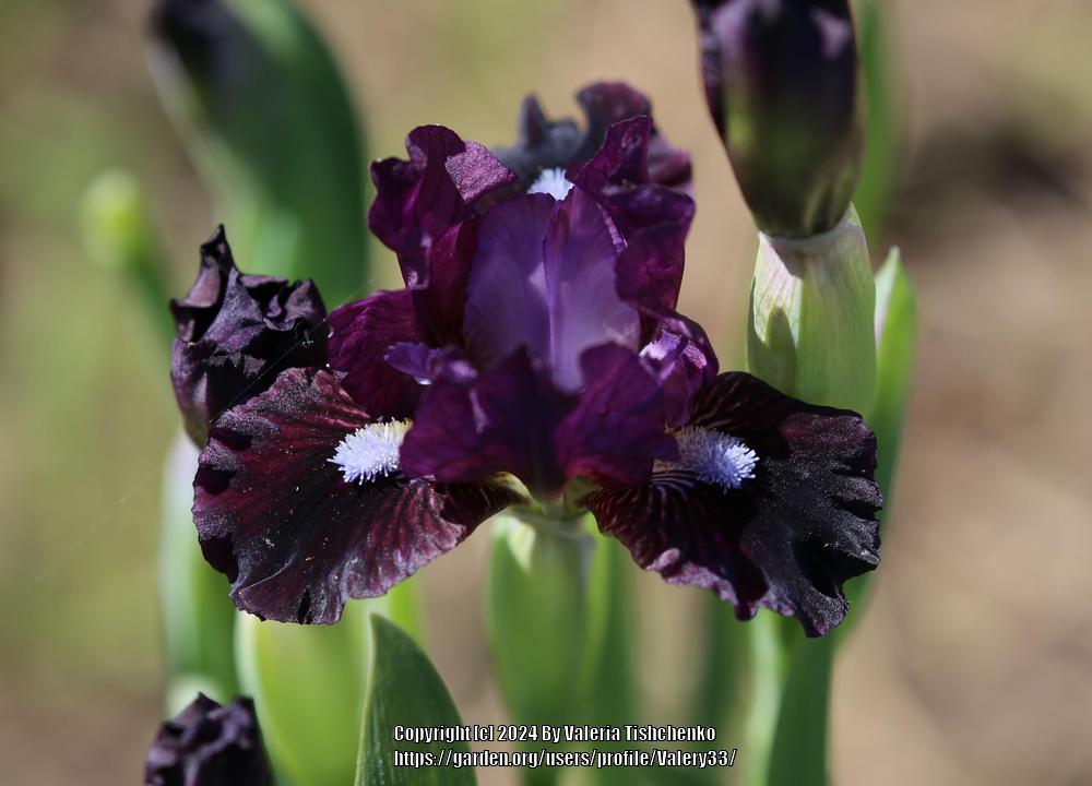 Photo of the bloom of Miniature Dwarf Bearded Iris (Iris 'Black Olive') posted by Valery33 ...