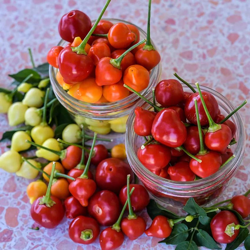 Photo of the fruit of Hot Pepper (Capsicum baccatum 'Trepadeira Werner ...