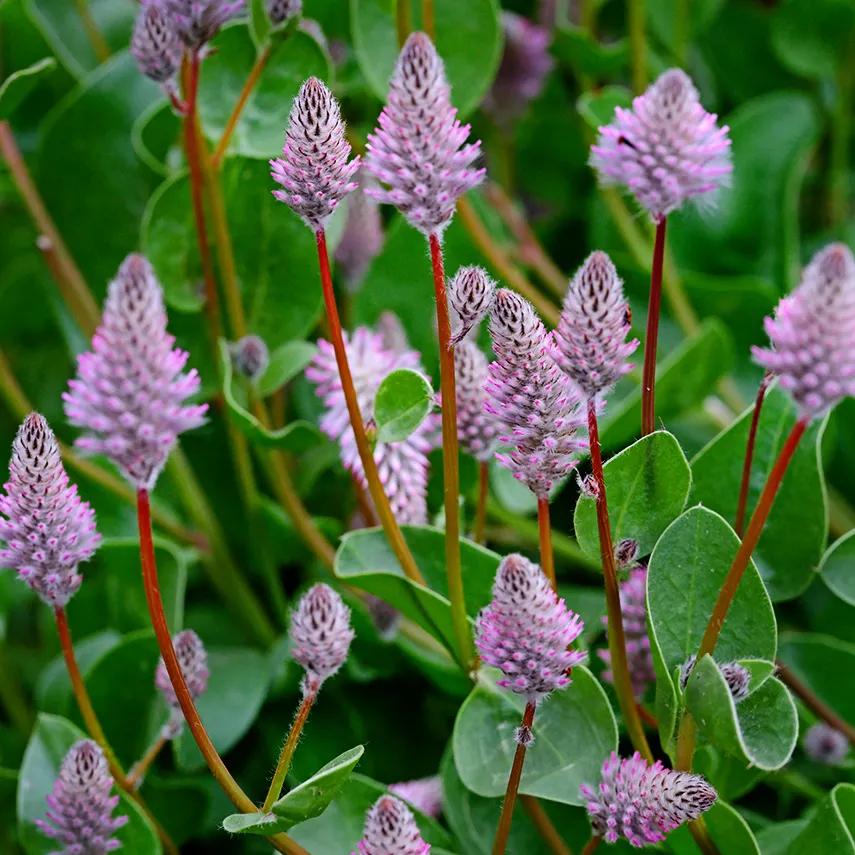 Photo of the entire plant of Ptilotus exaltatus 'Matilda' posted by Joy ...