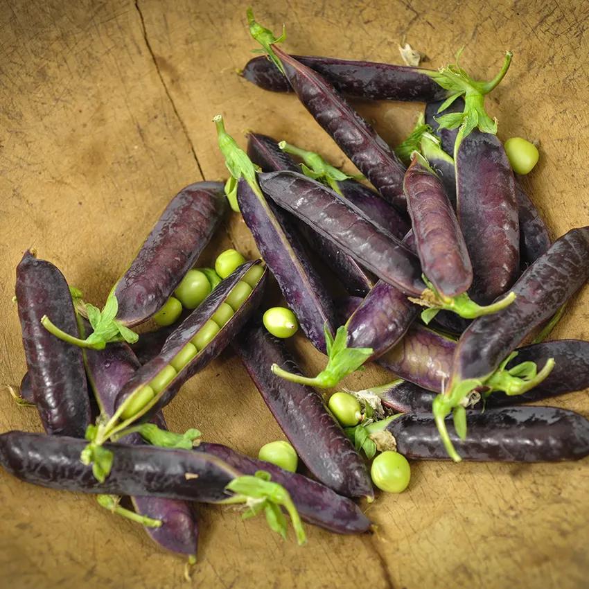 Photo of the seed pods or heads of Garden Pea (Lathyrus oleraceus 'King ...