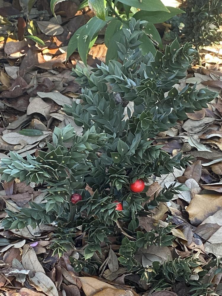 Photo of the entire plant of Butcher's Broom (Ruscus aculeatus ...
