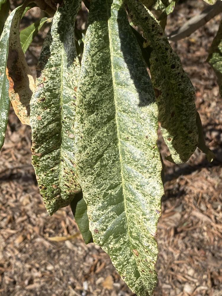 Photo of the leaves of Loquat (Rhaphiolepis bibas) posted by SL ...