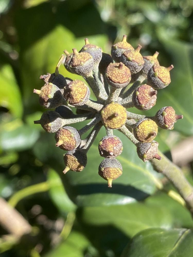 Photo of the fruit of Persian Ivy (Hedera colchica) posted by SL ...