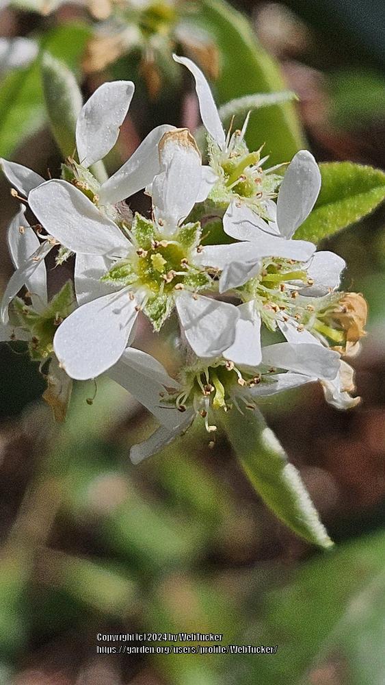 Photo of the bloom of Downy Serviceberry (Amelanchier arborea) posted ...