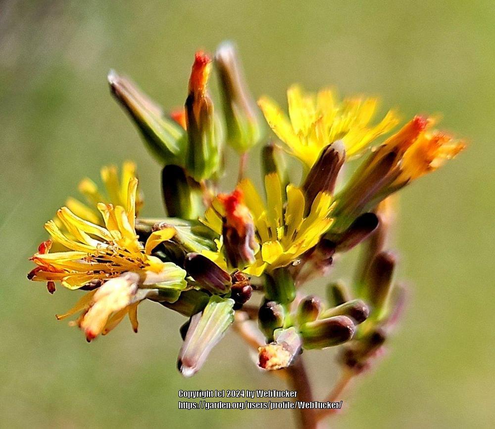 Photo of the stamens, filaments and pistils of Asiatic False Hawksbeard ...