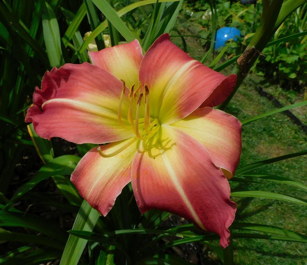 Daylily of the Day: Lyndell's Starburst in the Plants of the Day forum ...