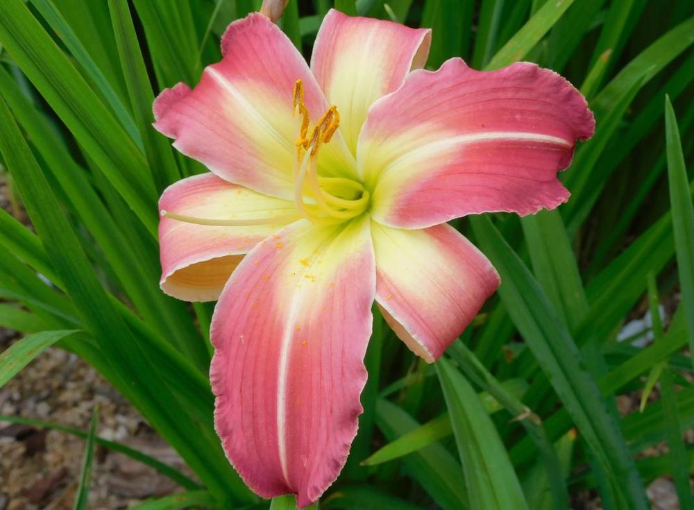Daylily of the Day: Lyndell's Starburst in the Plants of the Day forum ...