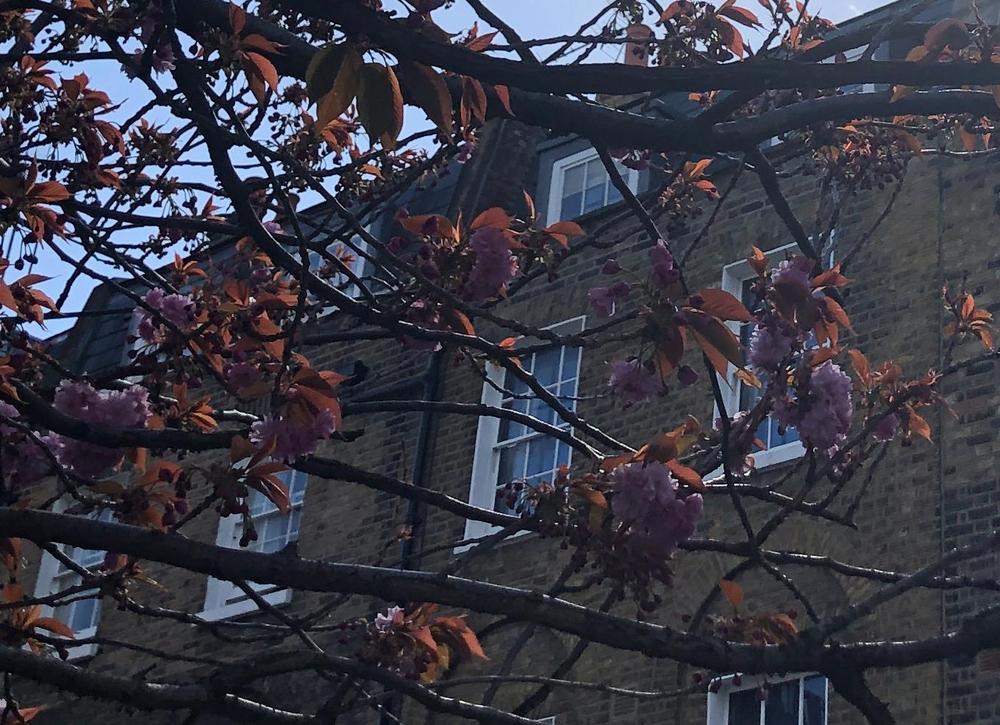 Street Side Tree in the Plant ID forum - Garden.org