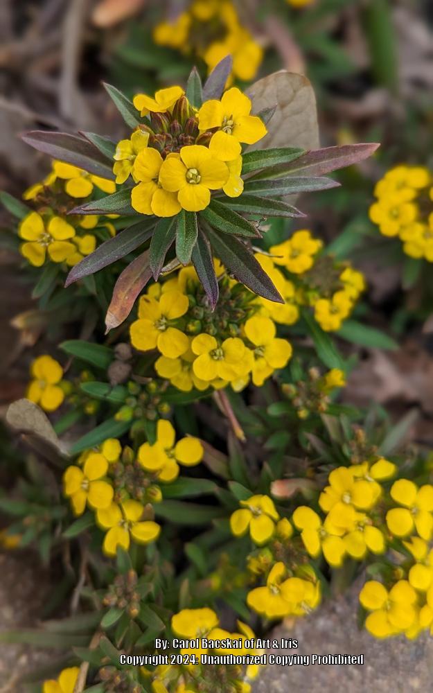 Erysimum Canaries™ Yellow - Garden.org