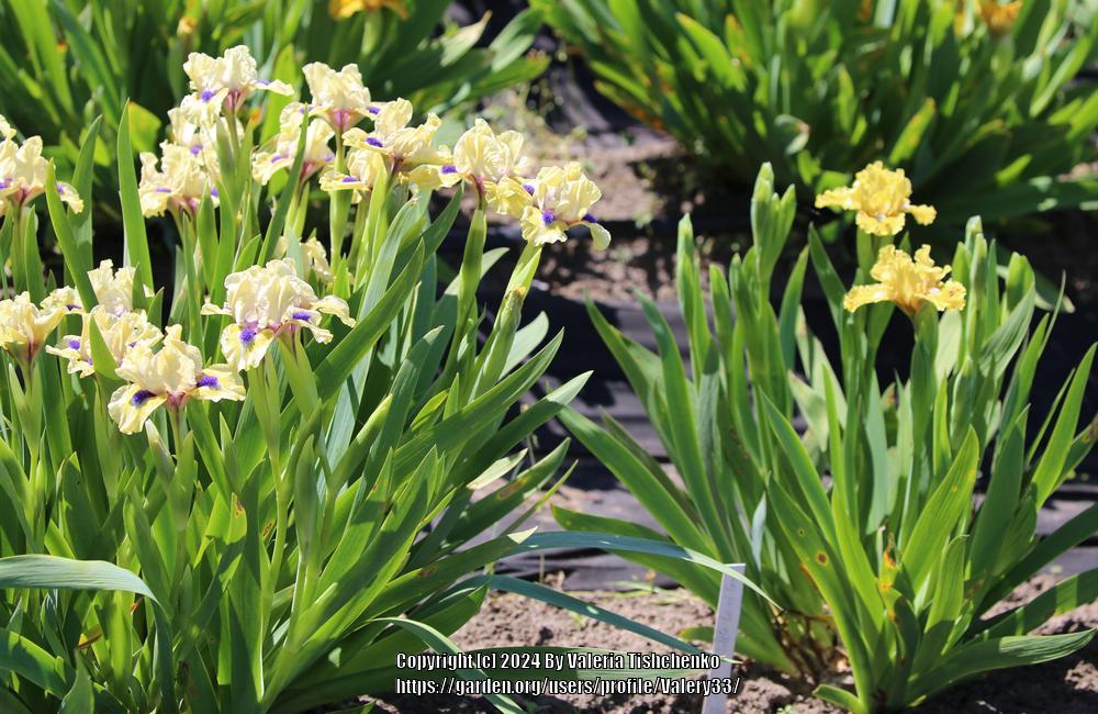Iris 'Blue Eyed Girl' in Photo of Standard Dwarf Bearded Iris (Iris ...