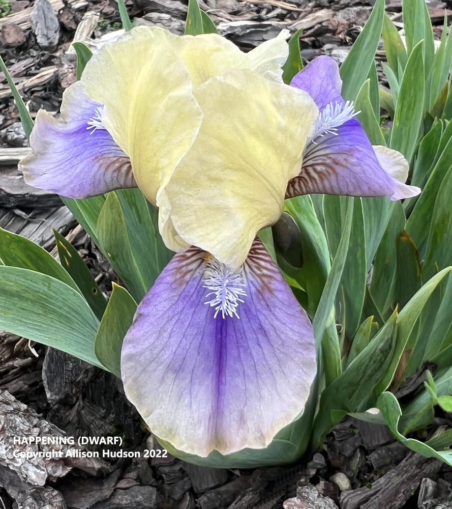 Photo of the bloom of Standard Dwarf Bearded Iris (Iris 'Happening') posted by allisonhudso ...