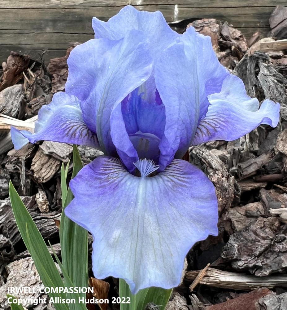 Photo of the bloom of Standard Dwarf Bearded Iris (Iris 'Irwell Compassion') posted by ...