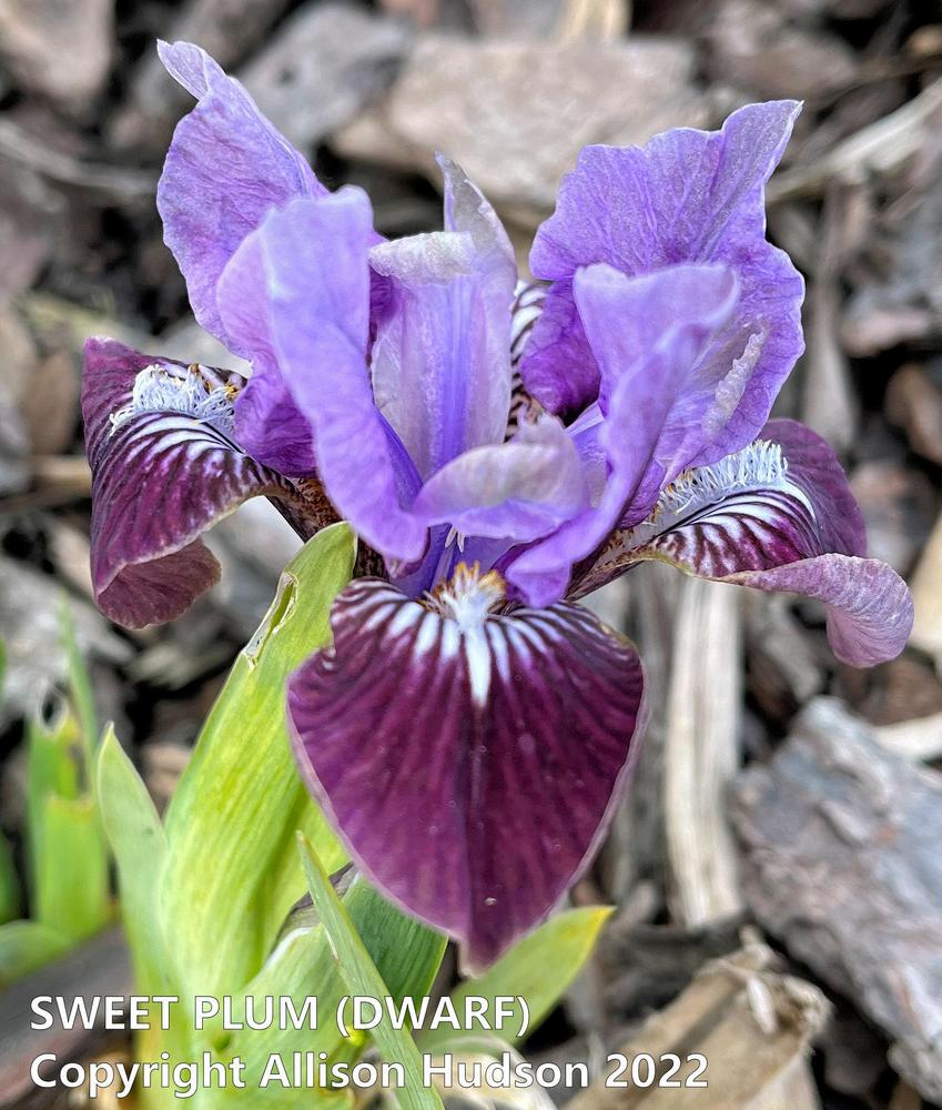 Photo of the bloom of Standard Dwarf Bearded Iris (Iris 'Sweet Plum') posted by allisonhudso ...