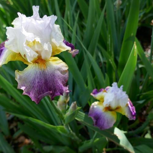 Tall Bearded Iris (Iris 'Sunrise Splendor') in the Irises Database ...