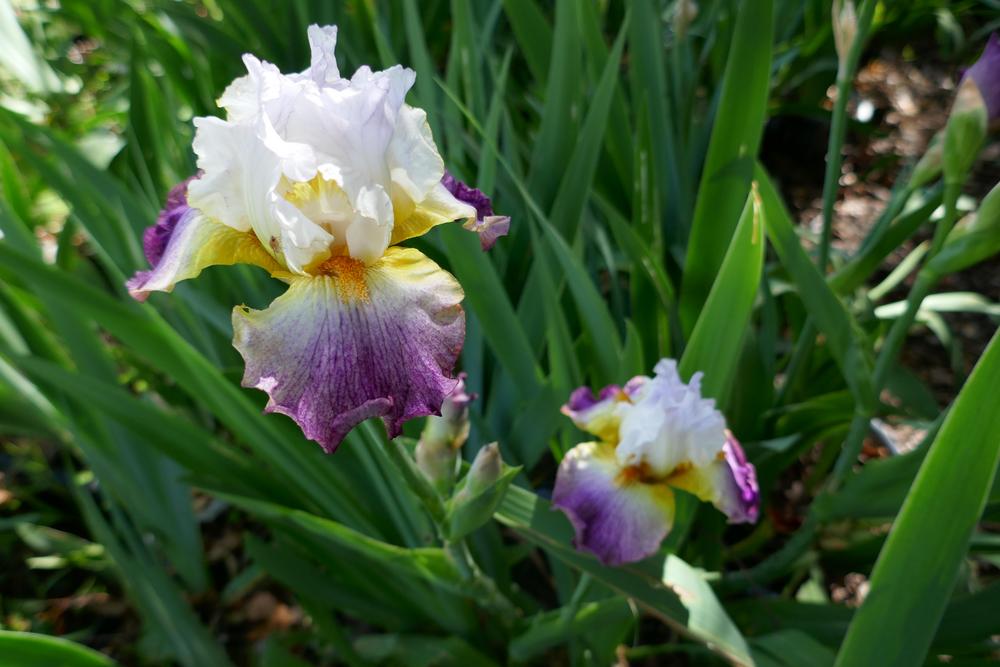 Tall Bearded Iris (Iris 'Sunrise Splendor') in the Irises Database ...