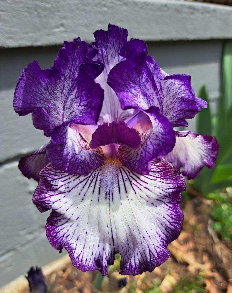Photo of the bloom of Tall Bearded Iris (Iris 'Double Shot') posted by ...