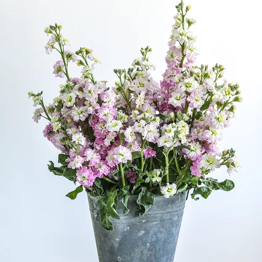 Photo of the entire plant of Stock (Matthiola incana 'Spray Antique ...