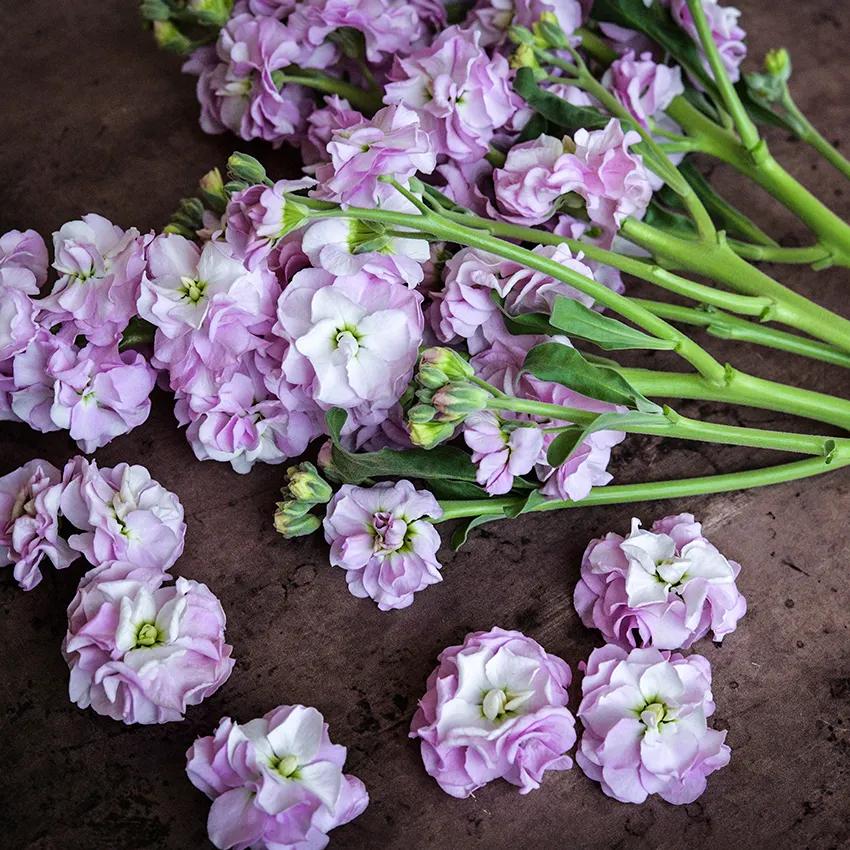 Photo of the entire plant of Stock (Matthiola incana 'Chanter Alto ...