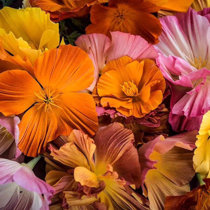 Photo of the bloom of California Poppy (Eschscholzia californica 'Jelly ...