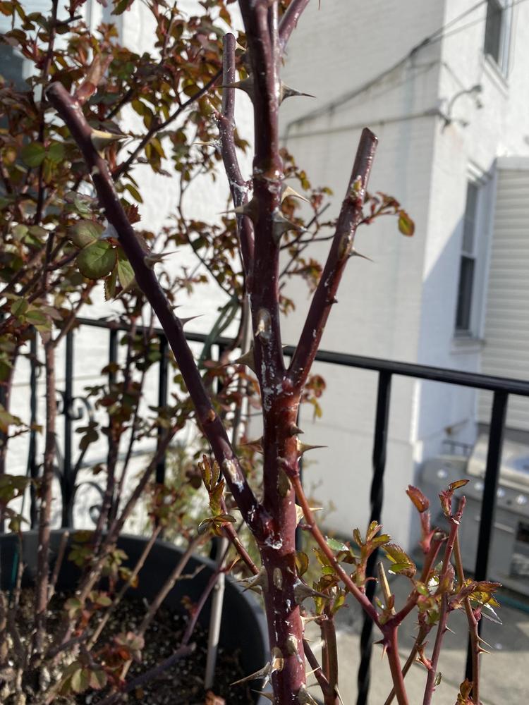 Mandarin sunset floribunda in the Roses forum - Garden.org