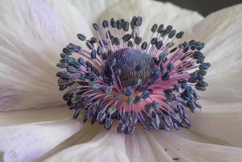 Grecian Windflower (Anemone coronaria Rainbow™ Blueberry) - Garden.org