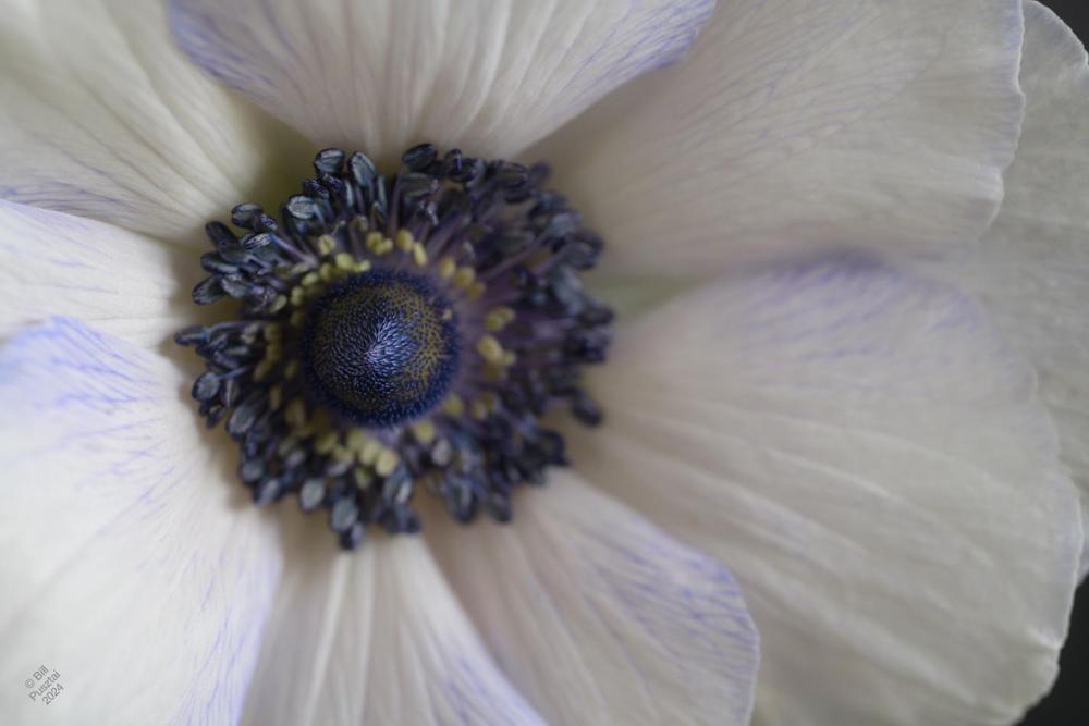 Photo of the bloom of Grecian Windflower (Anemone coronaria Rainbow ...
