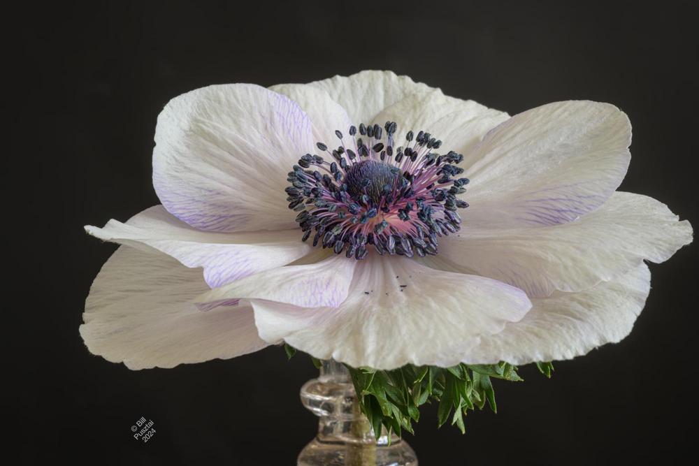 Photo of the bloom of Grecian Windflower (Anemone coronaria Rainbow ...