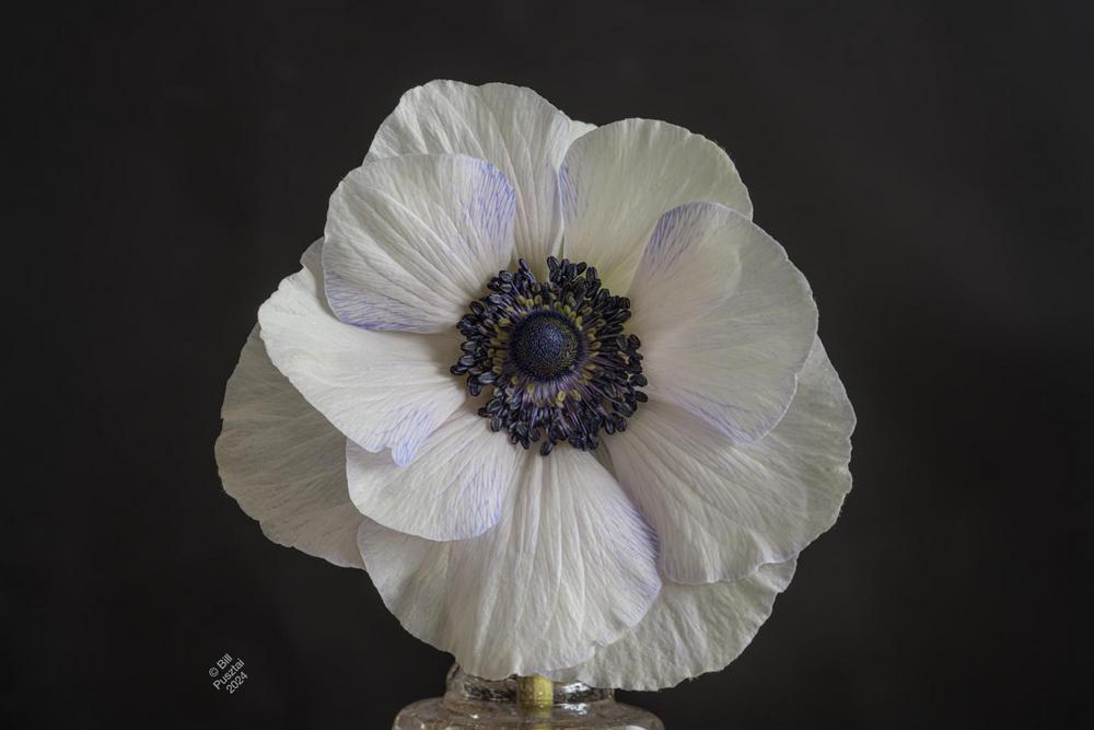 Photo of the bloom of Grecian Windflower (Anemone coronaria Rainbow ...