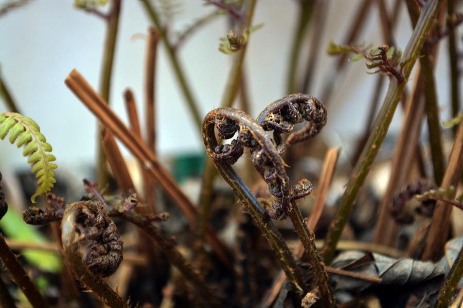 Photo of the emerging growth of Ghost Fern (Athyrium 'Ghost') posted by ...