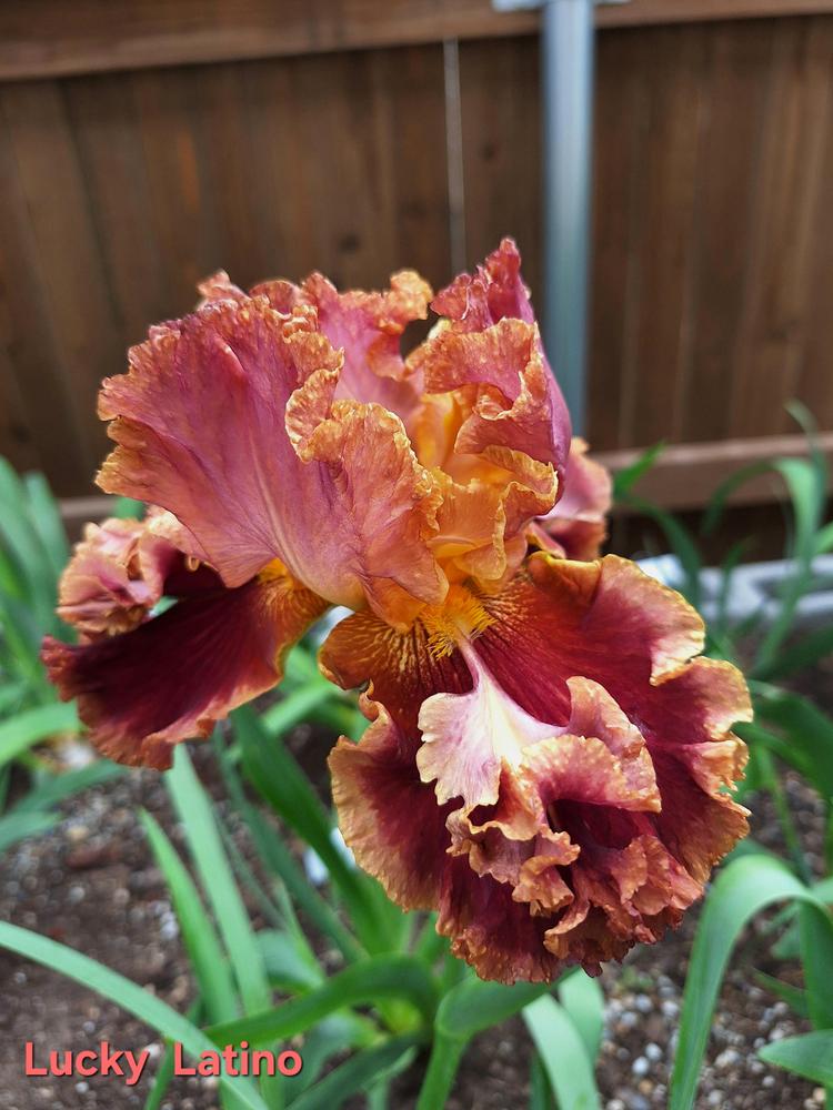Photo of the bloom of Tall Bearded Iris (Iris 'Lucky Latino') posted by ...