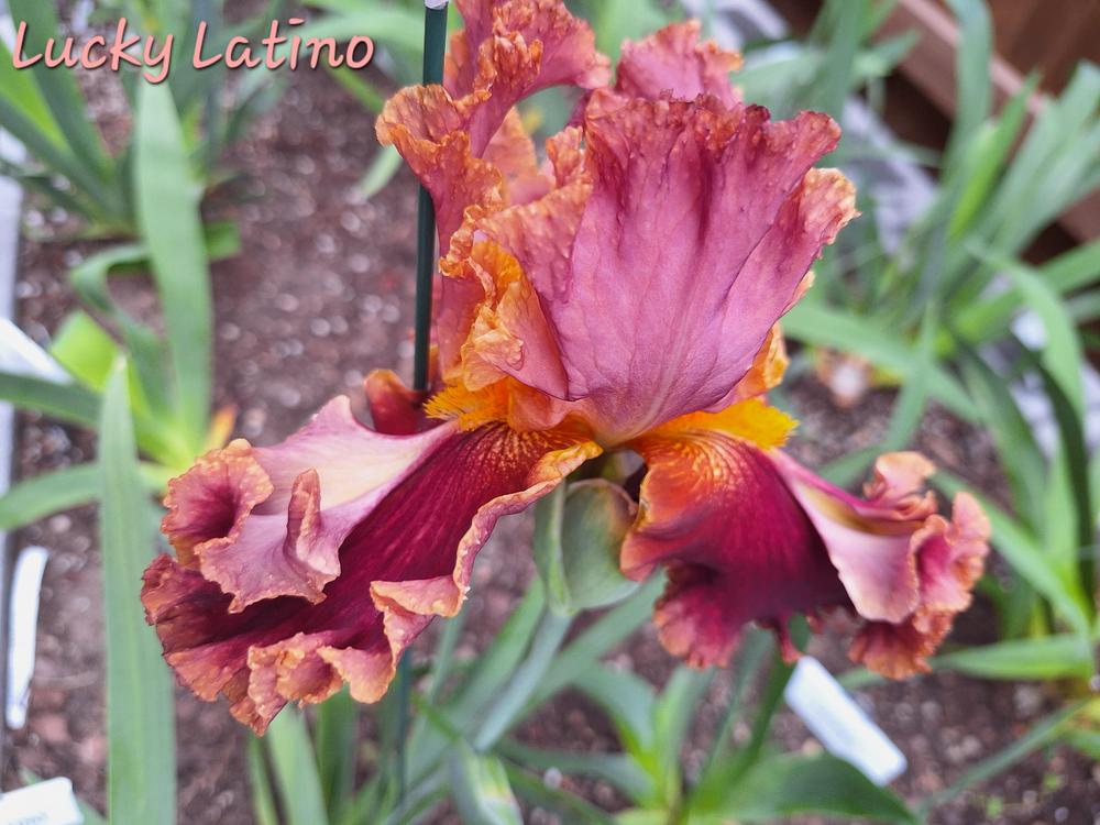 Photo of the bloom of Tall Bearded Iris (Iris 'Lucky Latino') posted by ...