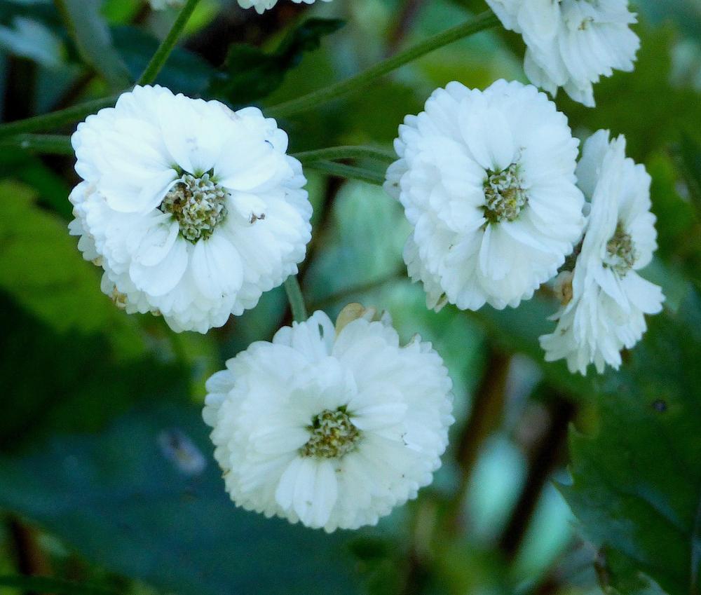 Yarrow (Achillea ptarmica 'The Pearl') in the Yarrows Database - Garden.org