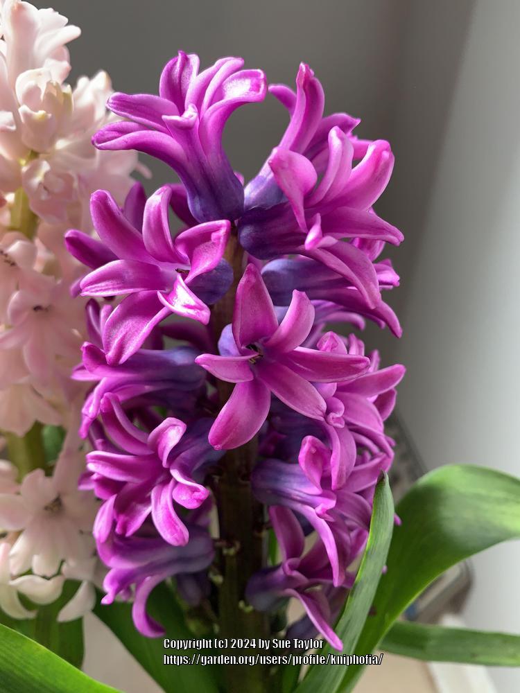 Dutch Hyacinth (Hyacinthus orientalis 'Miss Saigon') in the Hyacinths Database - Garden.org