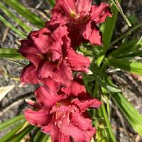 Photo of the entire plant of Daylily (Hemerocallis 'Double Pardon Me ...